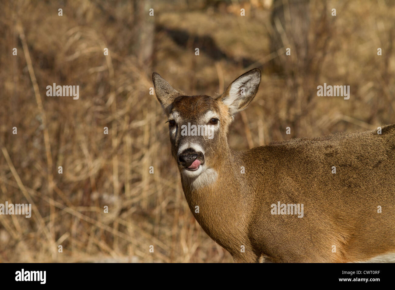 Male white tailed deer spring hi-res stock photography and images - Alamy