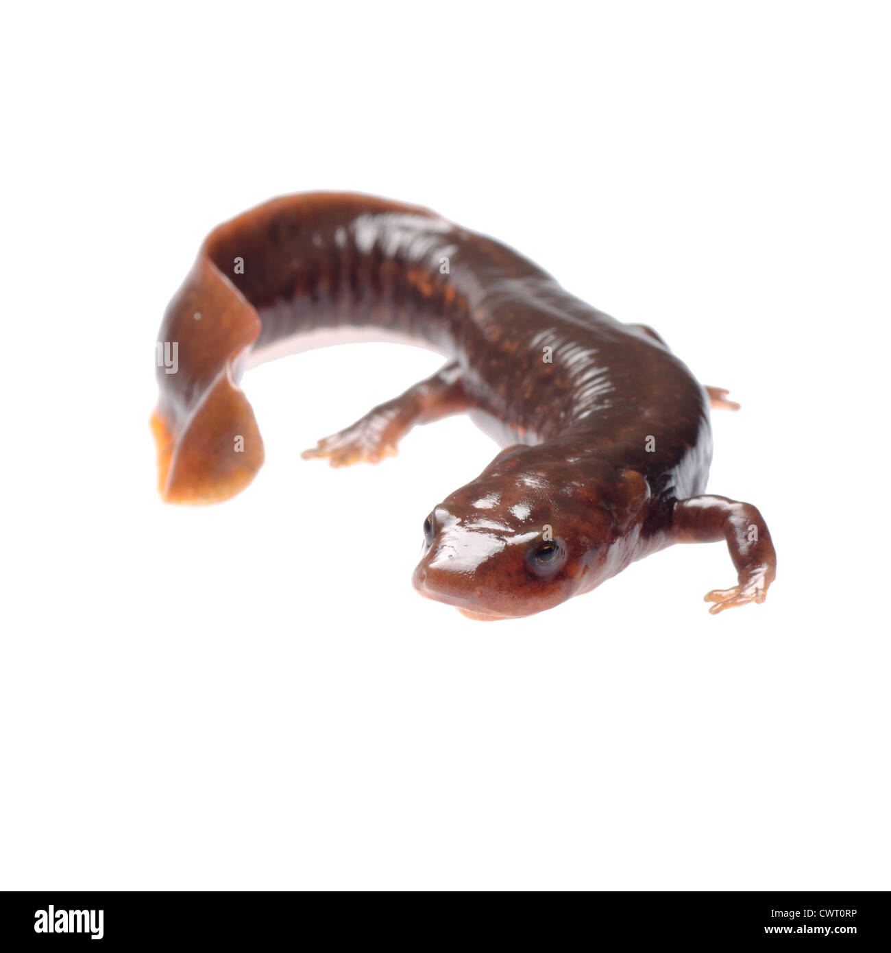 animal amphibia salamander newt isolated on white Stock Photo - Alamy