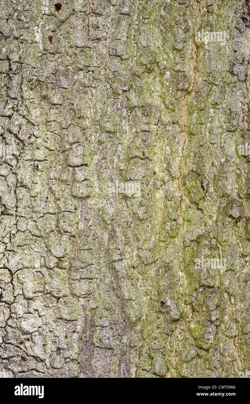 Quercus Nigra Bark Premium Photo | Bark Of The Quercus Cerris The