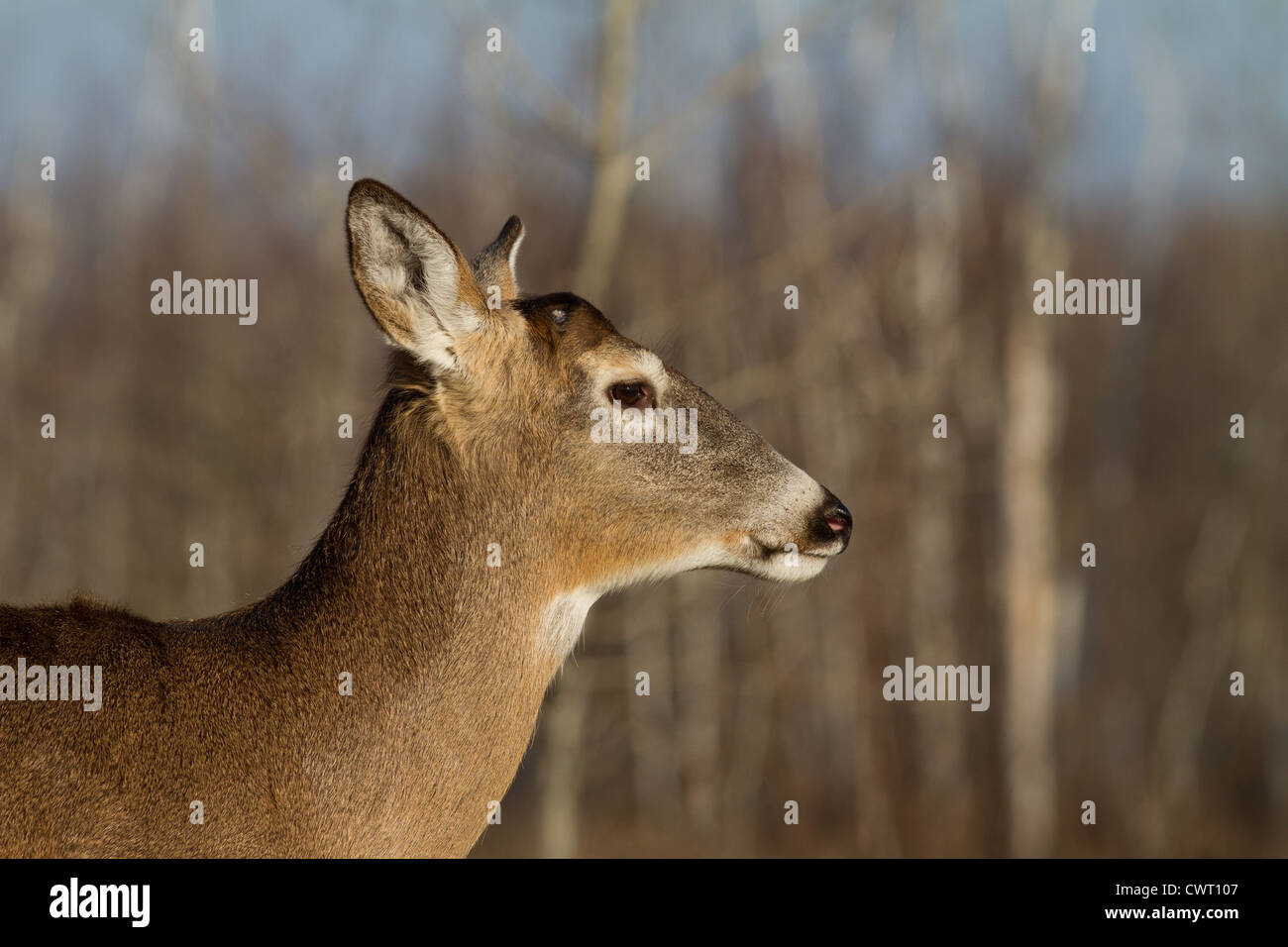 Male white tailed deer spring hi-res stock photography and images - Alamy