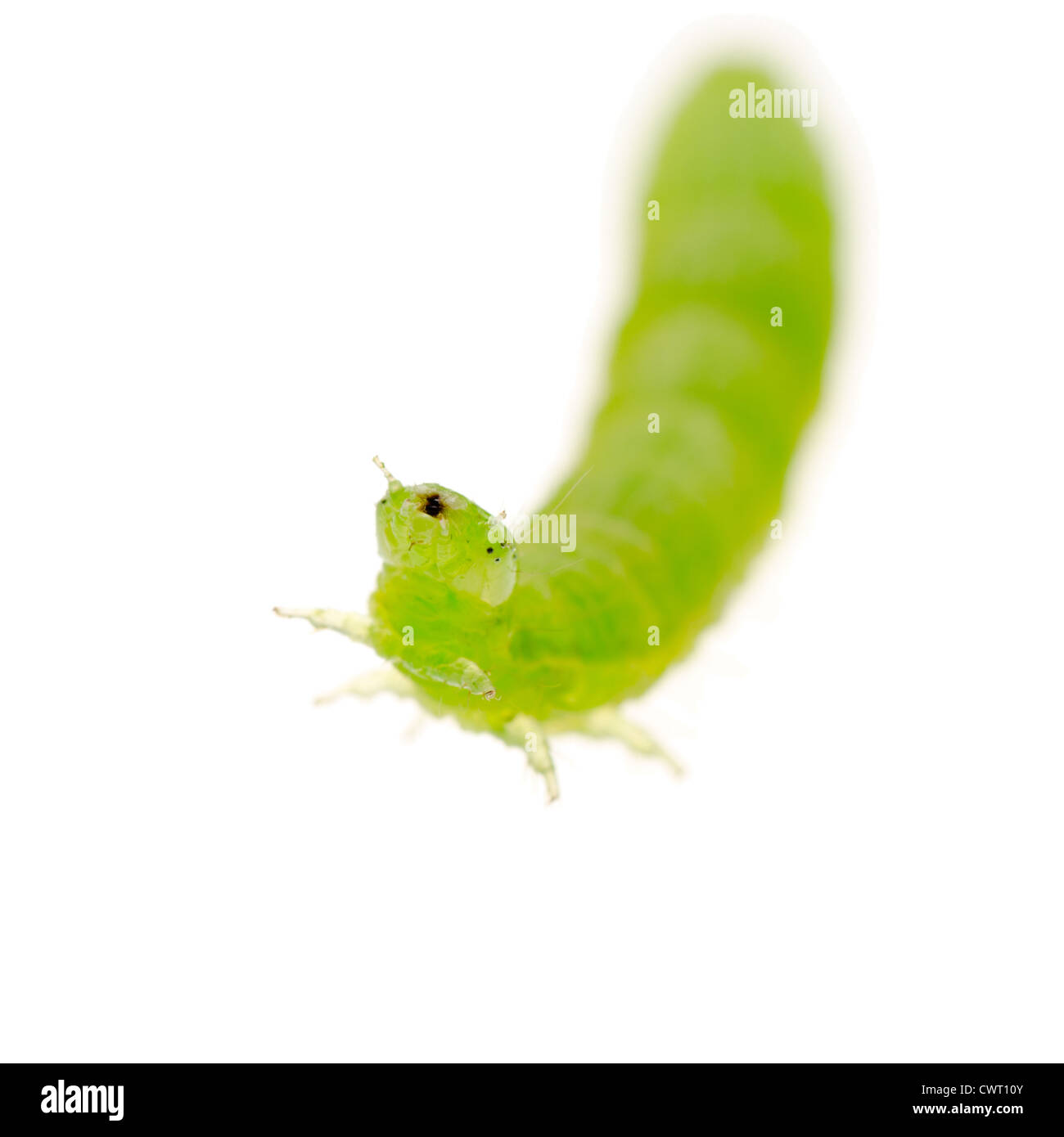 insect green betterfly caterpillar isolated on white Stock Photo - Alamy
