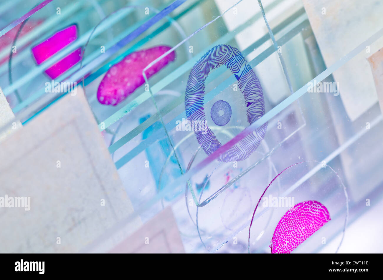 science medical glass microscope slide with sample Stock Photo - Alamy