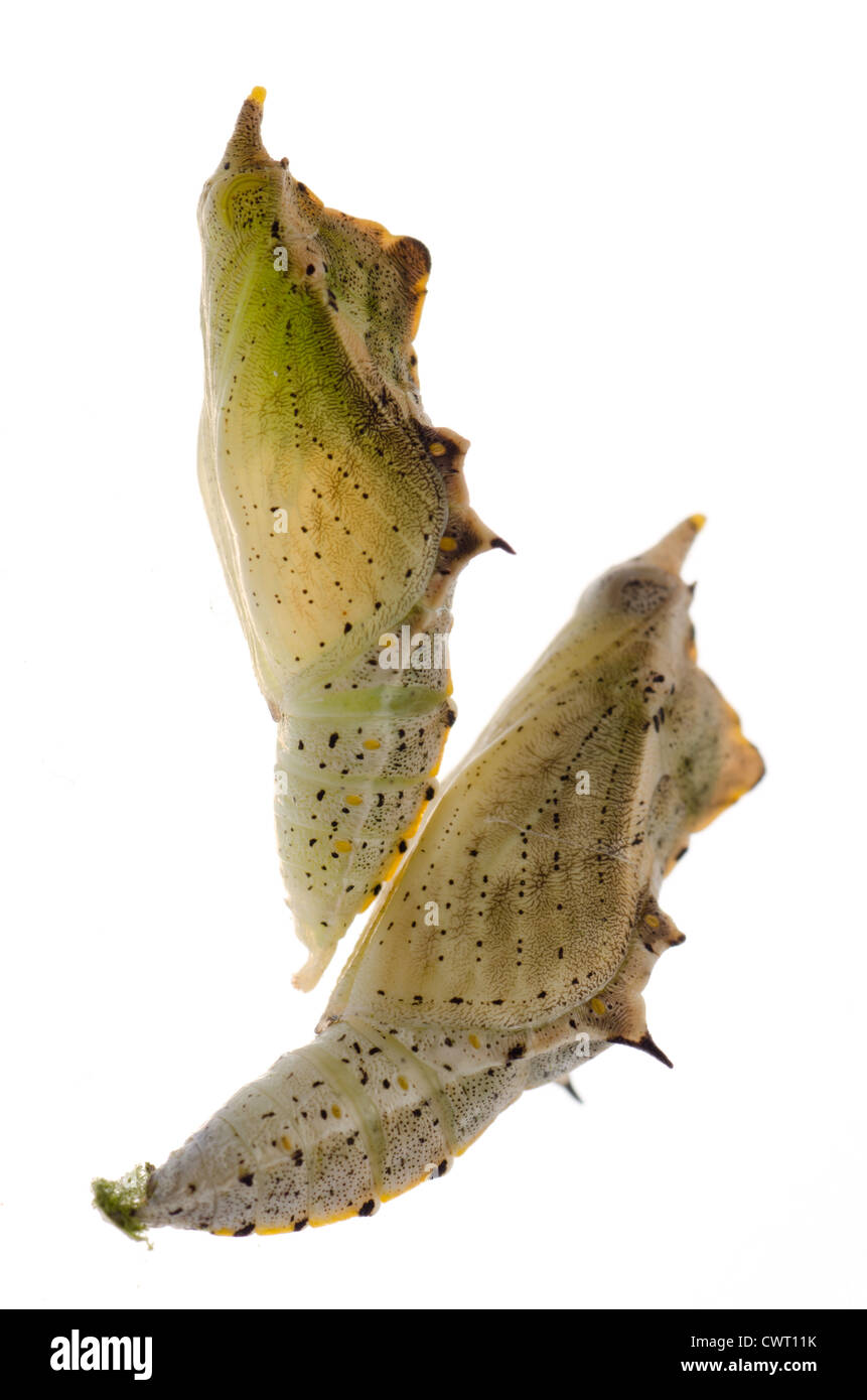 insect small white butterfly cocoon isolated Stock Photo - Alamy