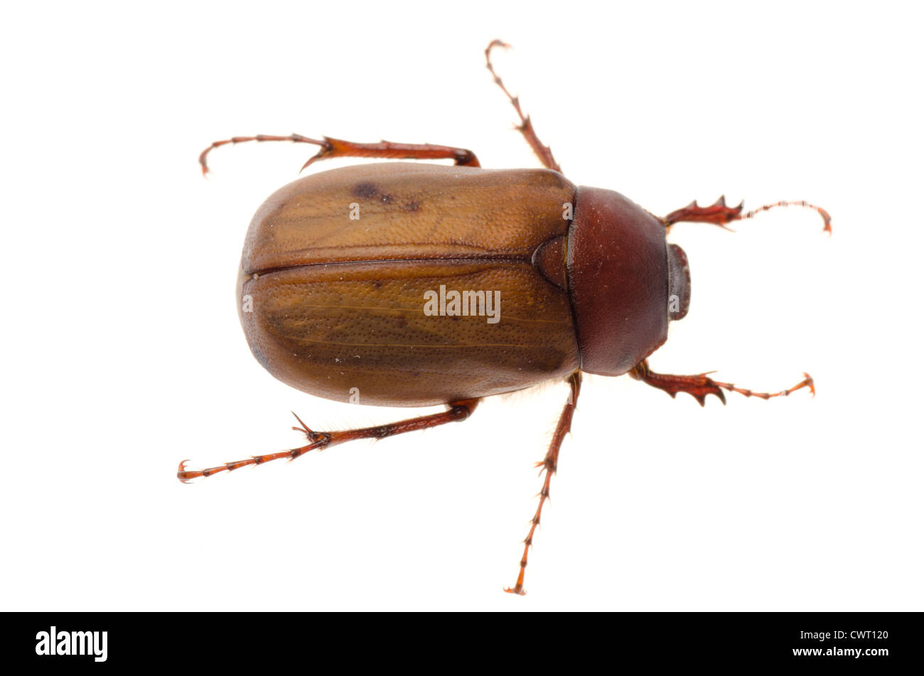 insect brown June beetle isolated on white Stock Photo - Alamy