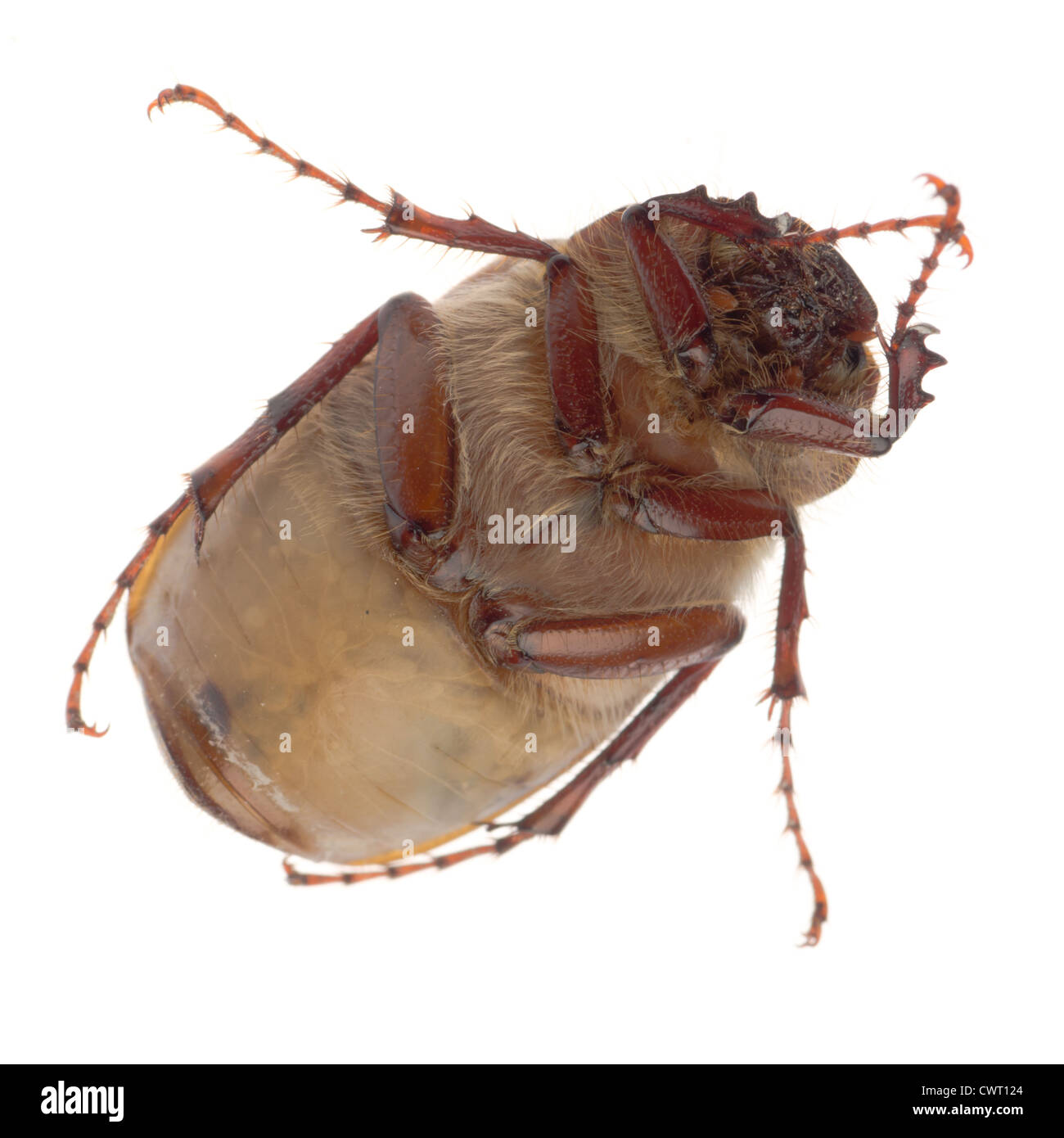 June beetle hi-res stock photography and images - Alamy