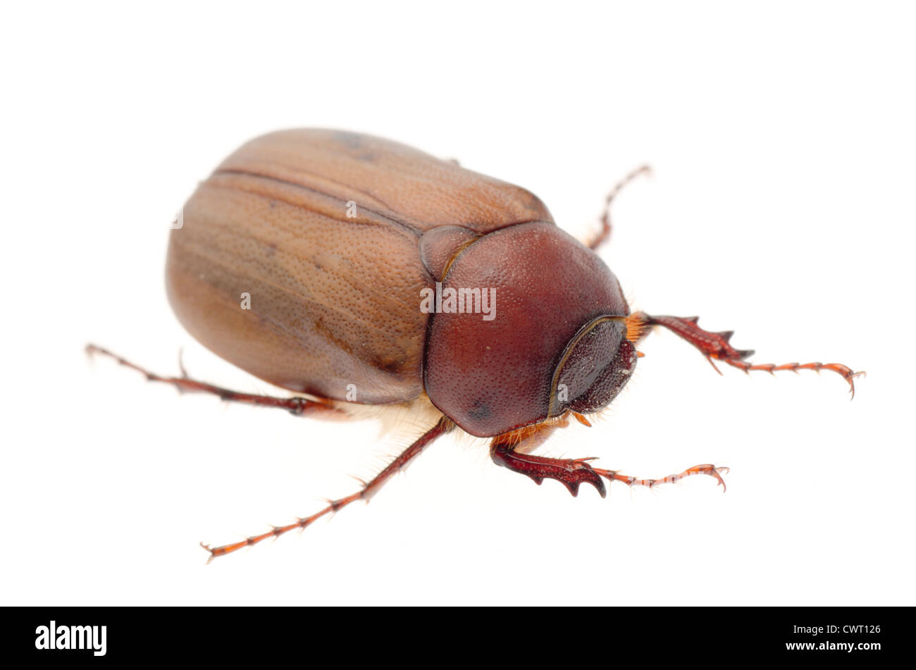 insect brown June beetle isolated on white Stock Photo - Alamy