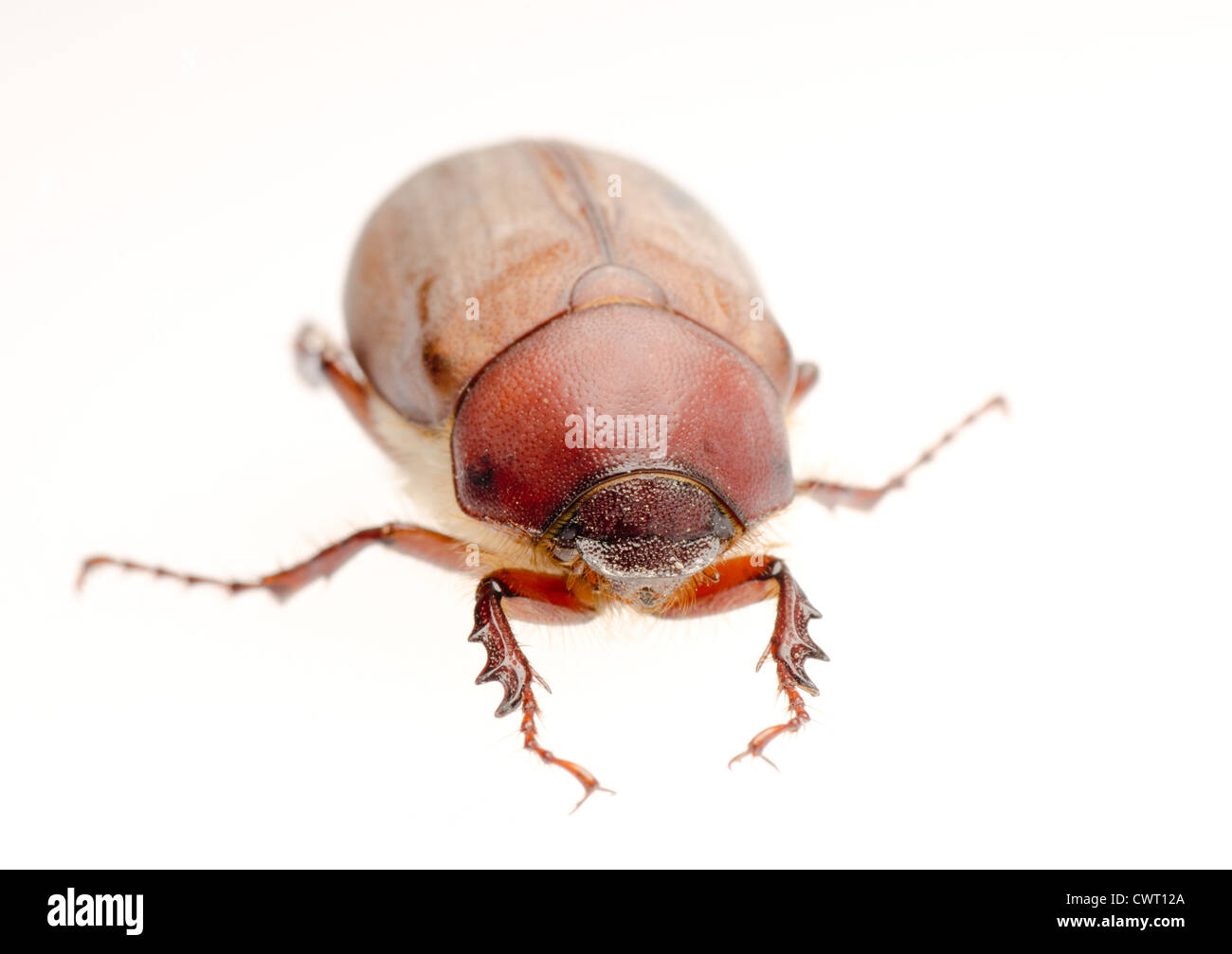 insect brown June beetle isolated on white Stock Photo - Alamy