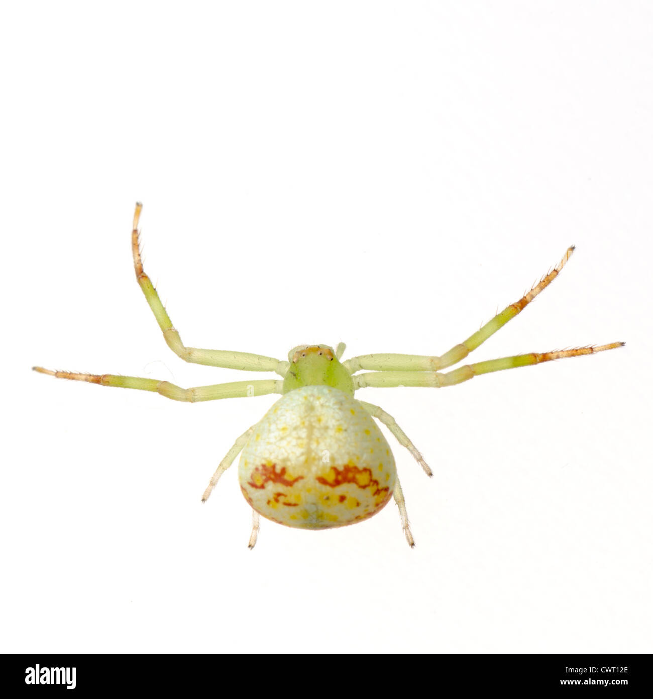 Macro closeup crab spider Cut Out Stock Images & Pictures - Alamy