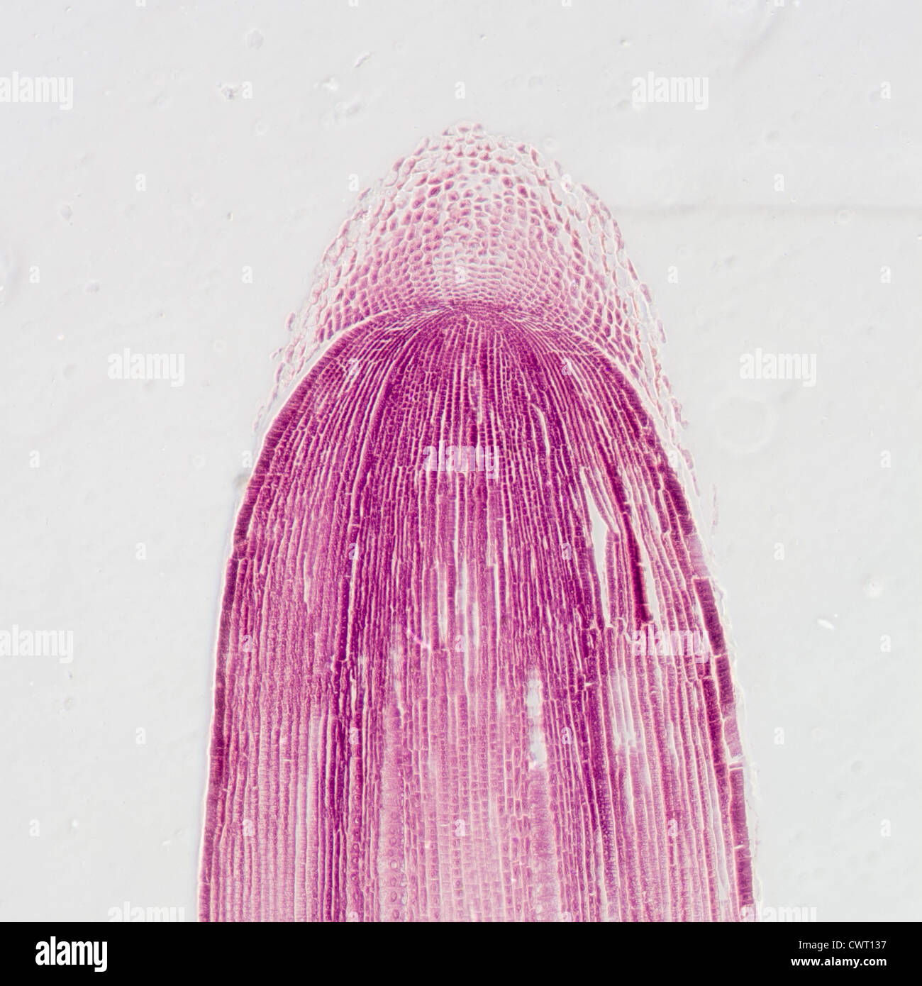 Root tip hi-res stock photography and images - Alamy