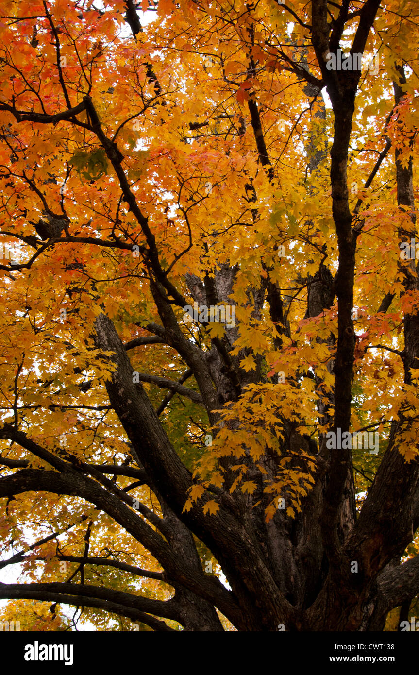 Arkansas autumn leaves hi-res stock photography and images - Alamy