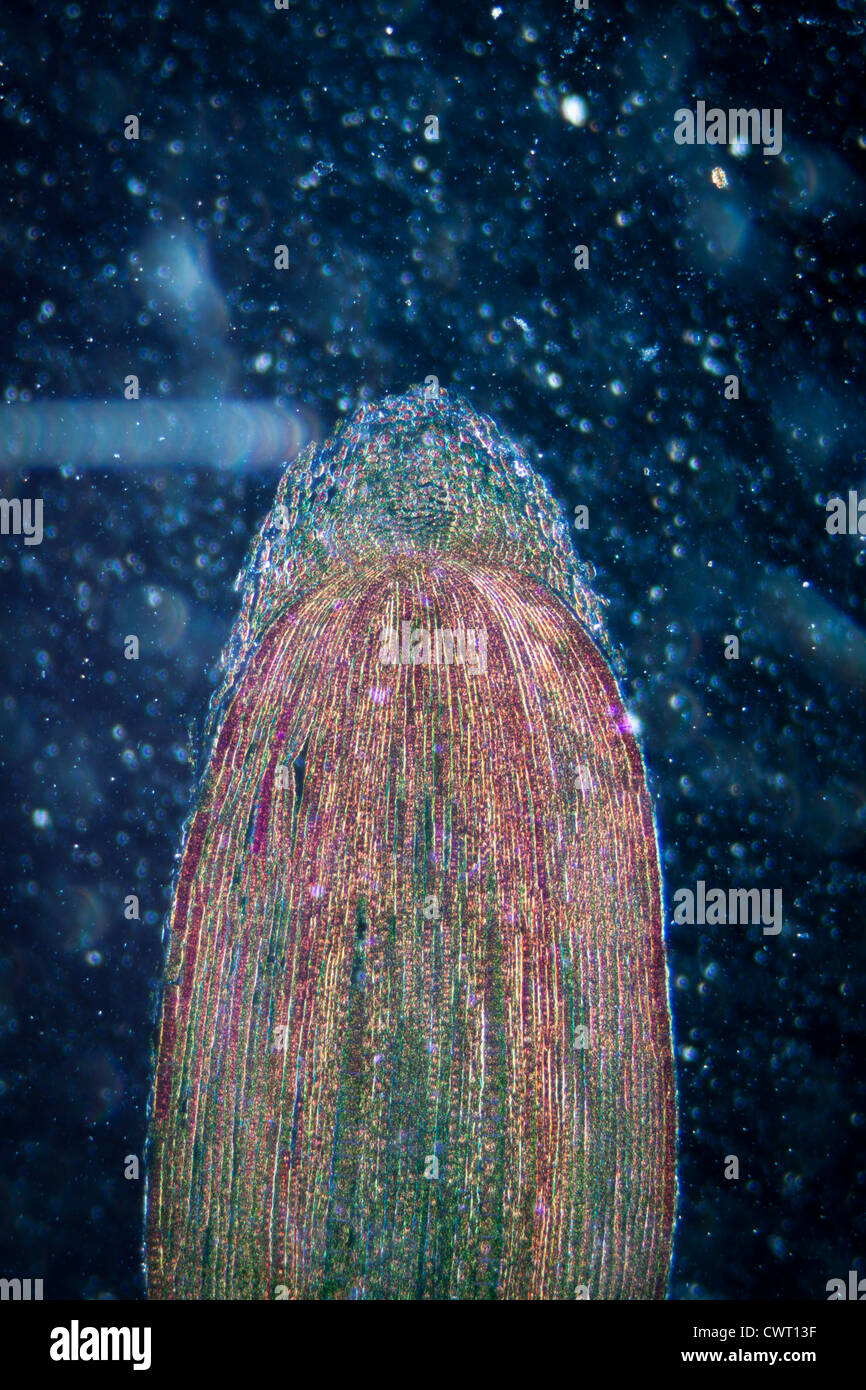 science botany micrograph plant root tip tissue cell, Magnification 50X ...