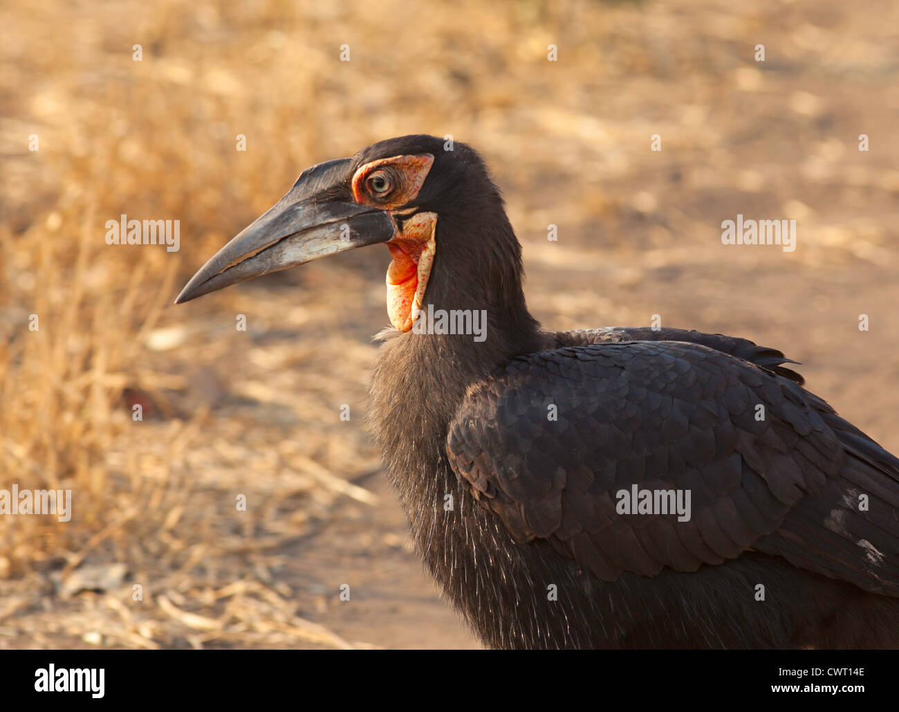 ground hornbill young portrait Stock Photo - Alamy