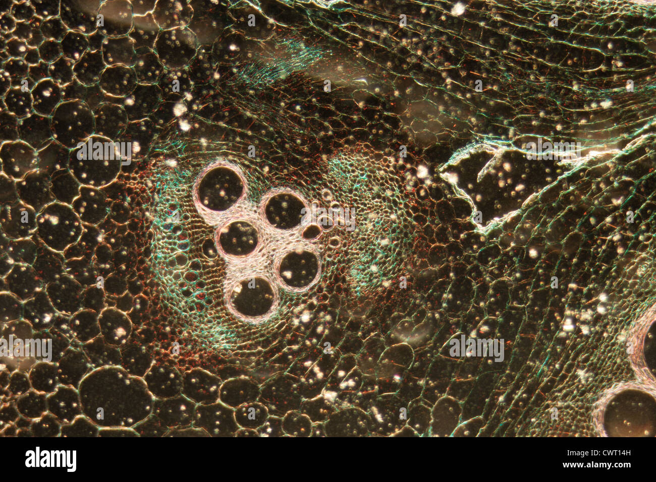 Vascular tissue stem micrograph hi-res stock photography and images - Alamy