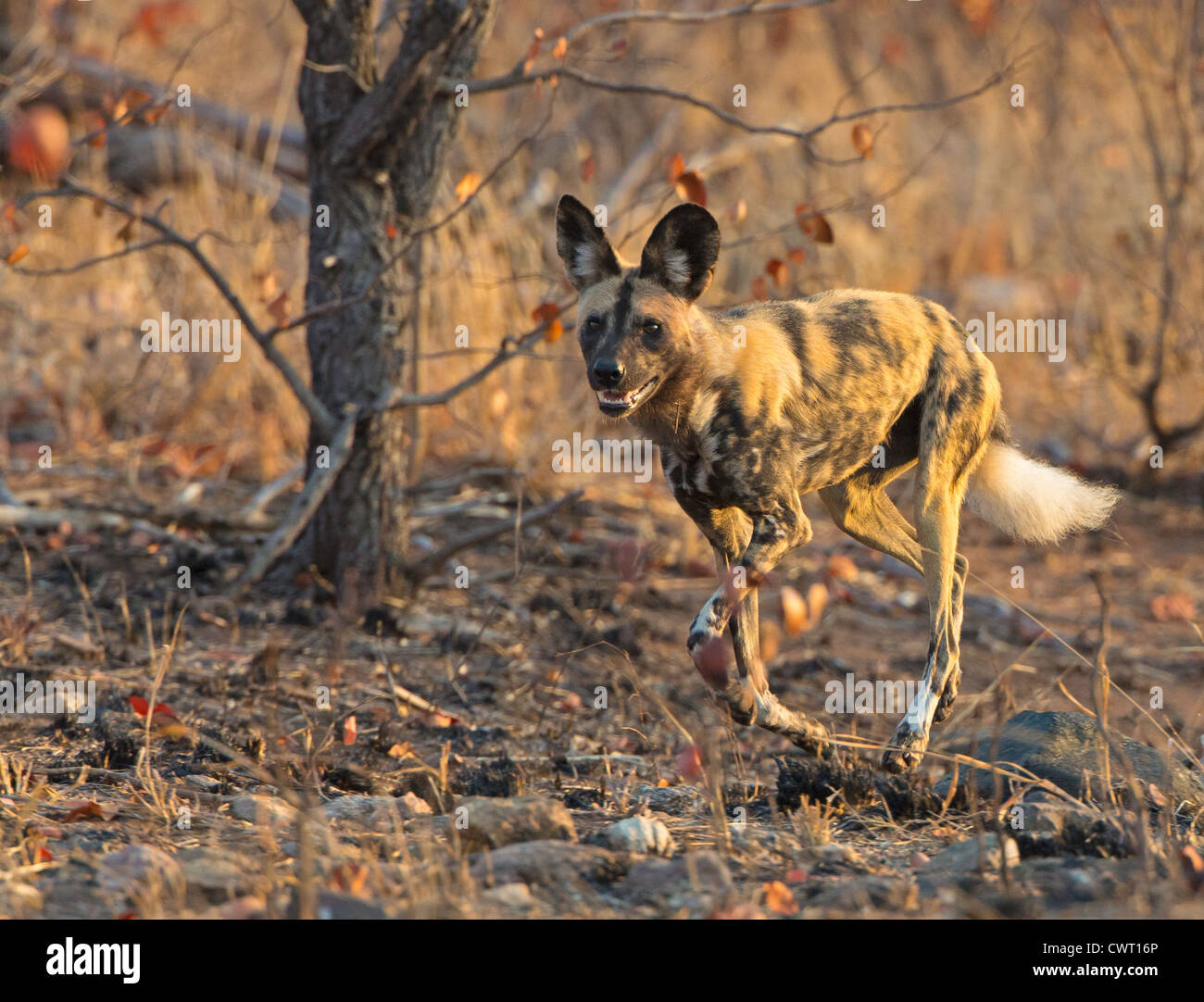 wild dog running Stock Photo - Alamy