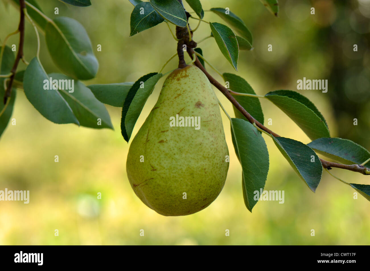 Pear hanging from Tree Stock Photo - Alamy