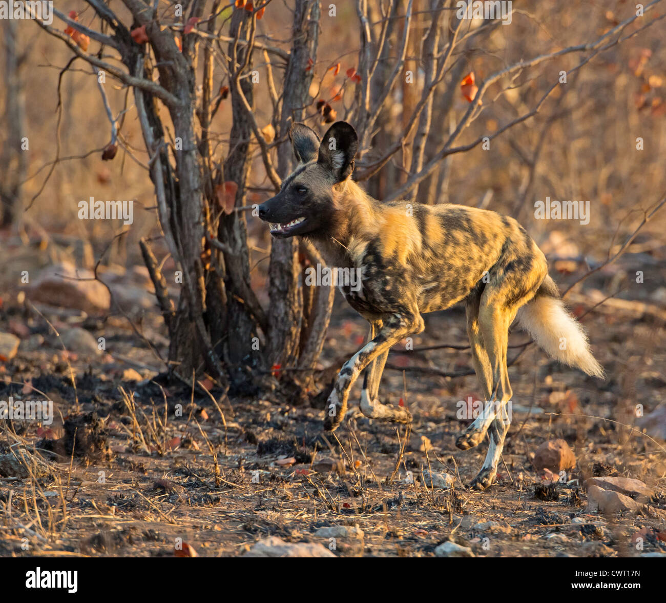 wild dog running Stock Photo - Alamy