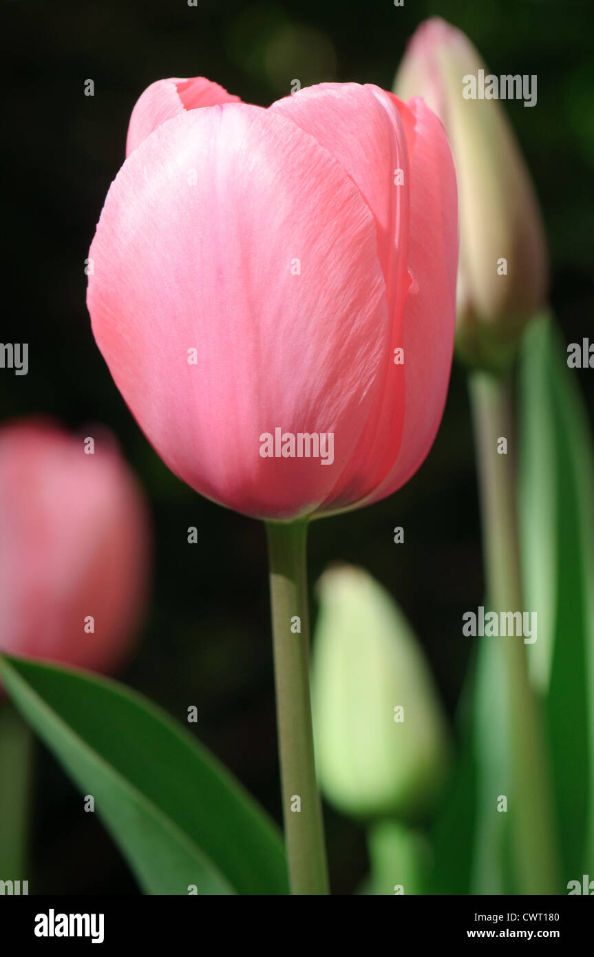 Single Pink Tulip Stock Photo - Alamy