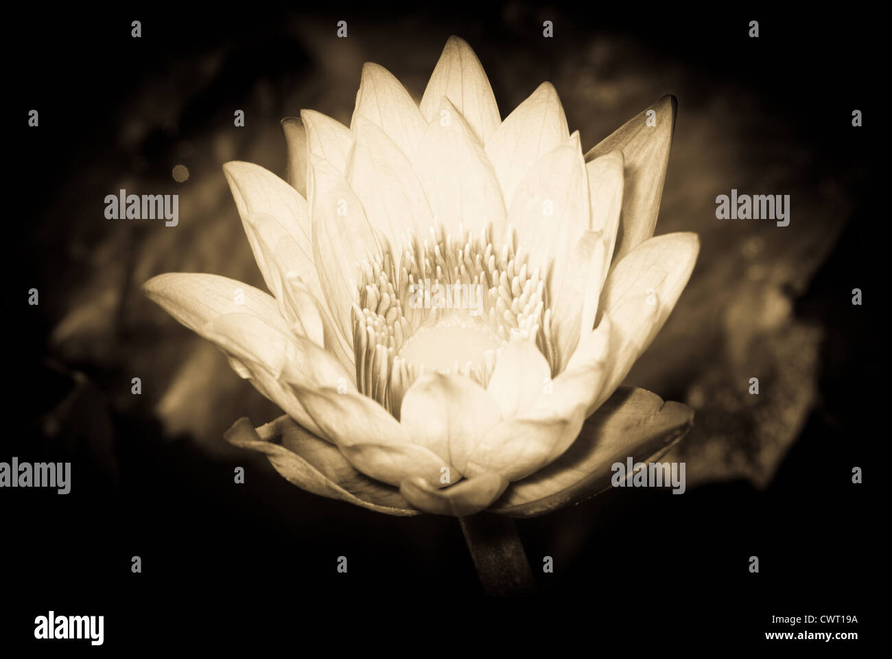 T water lily hi-res stock photography and images - Alamy