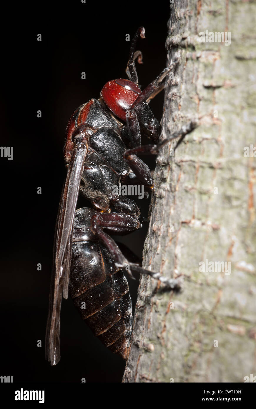 The insect is at rest hi-res stock photography and images - Alamy