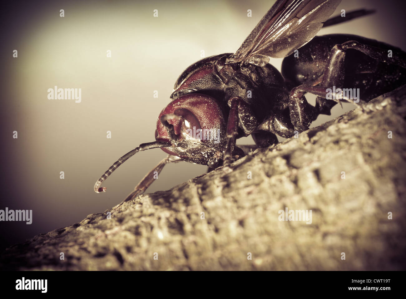 insect hornet wasp rest on trunk Stock Photo - Alamy