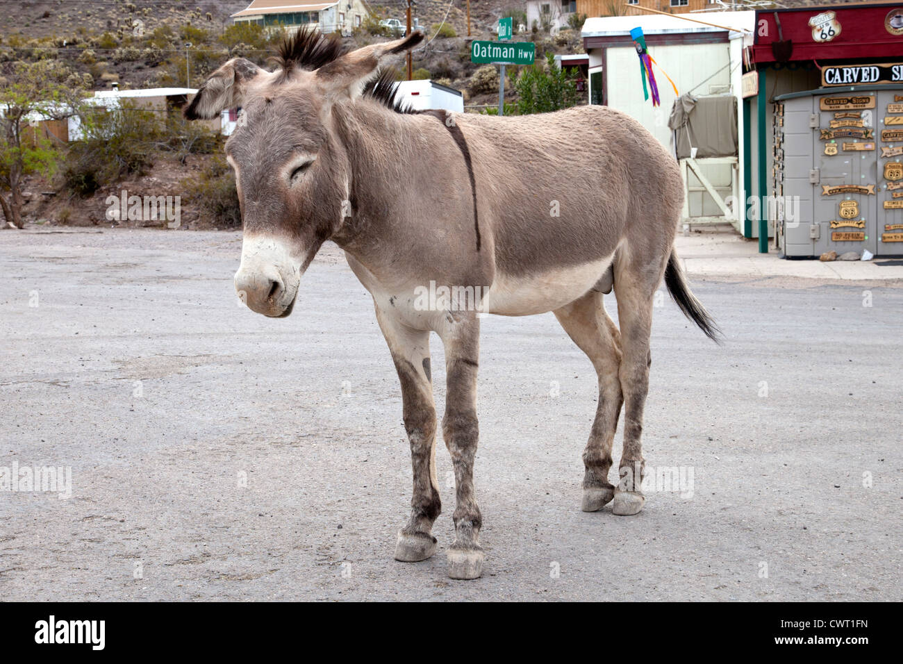 Local celebrity Duke, a wild donkey, takes a nap in the middle of Route ...