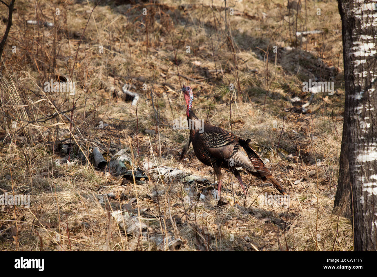 Eastern wild Turkey Stock Photo - Alamy