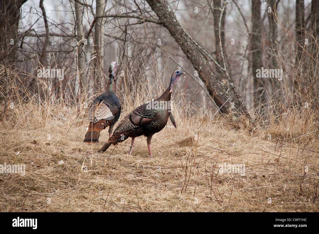 Eastern wild Turkey Stock Photo - Alamy
