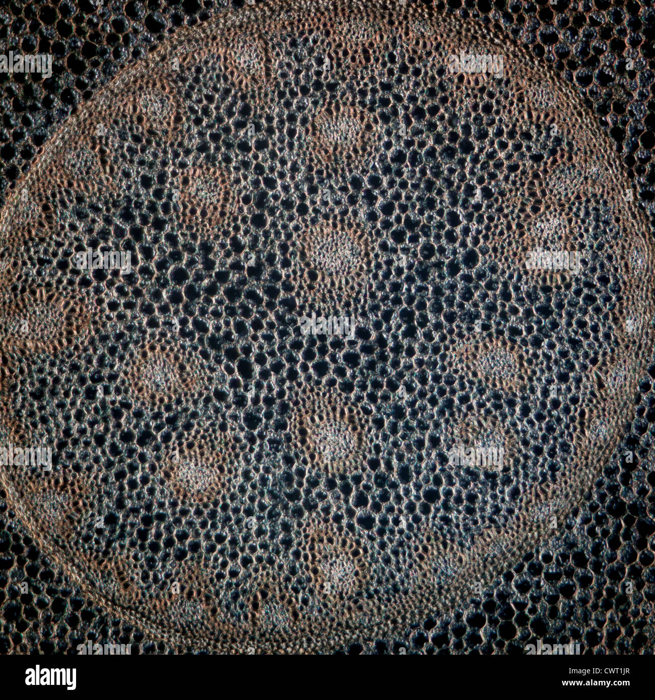Plant root cross section microscope hi-res stock photography and images ...