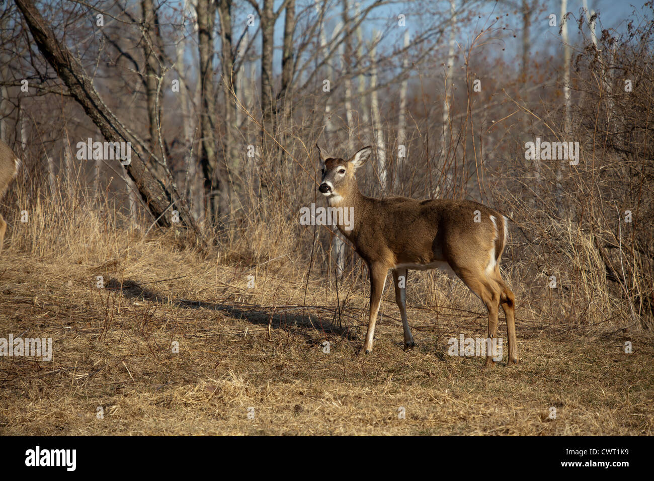 Spring deer hi-res stock photography and images - Alamy