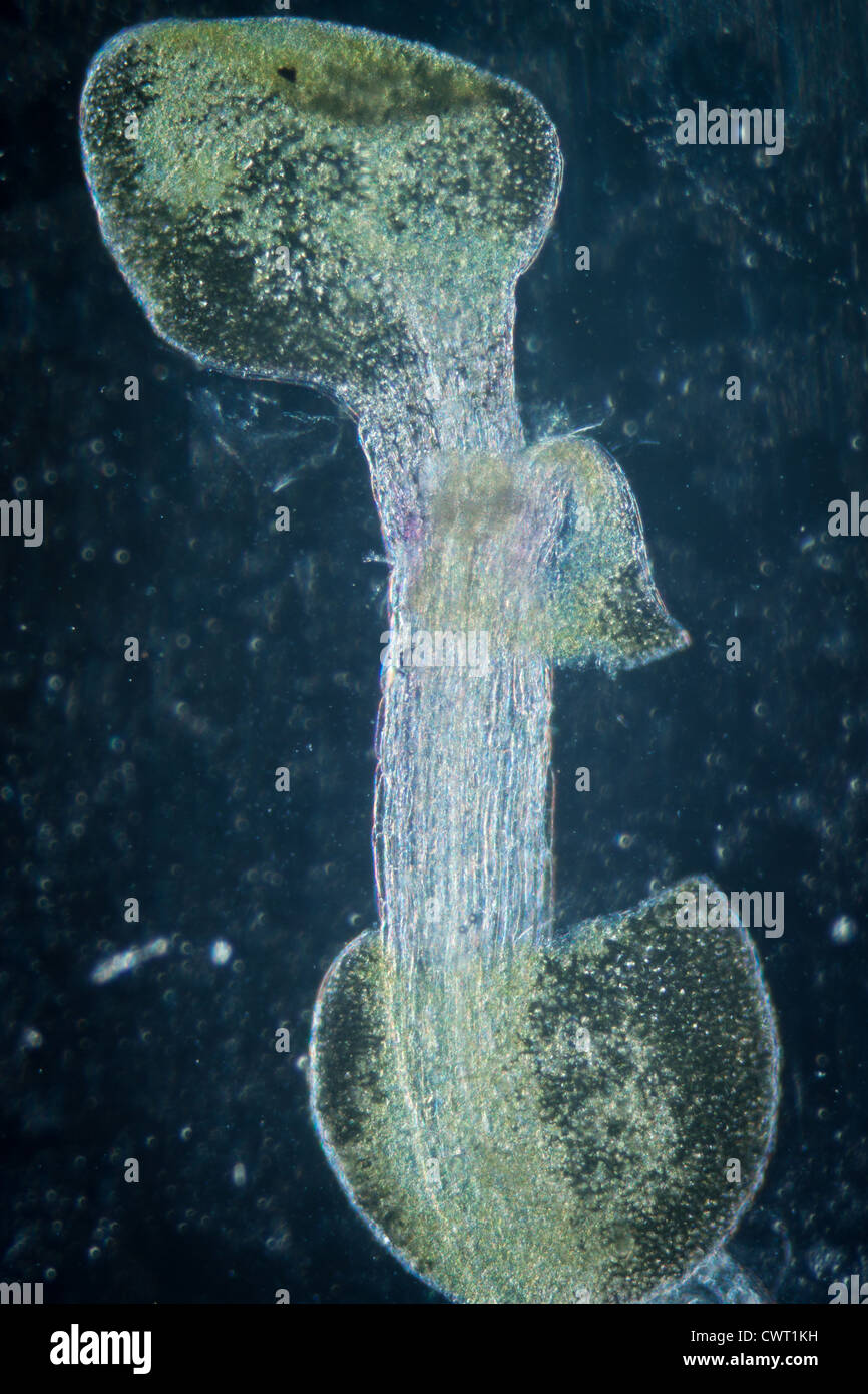 Arabidopsis thaliana hi-res stock photography and images - Alamy