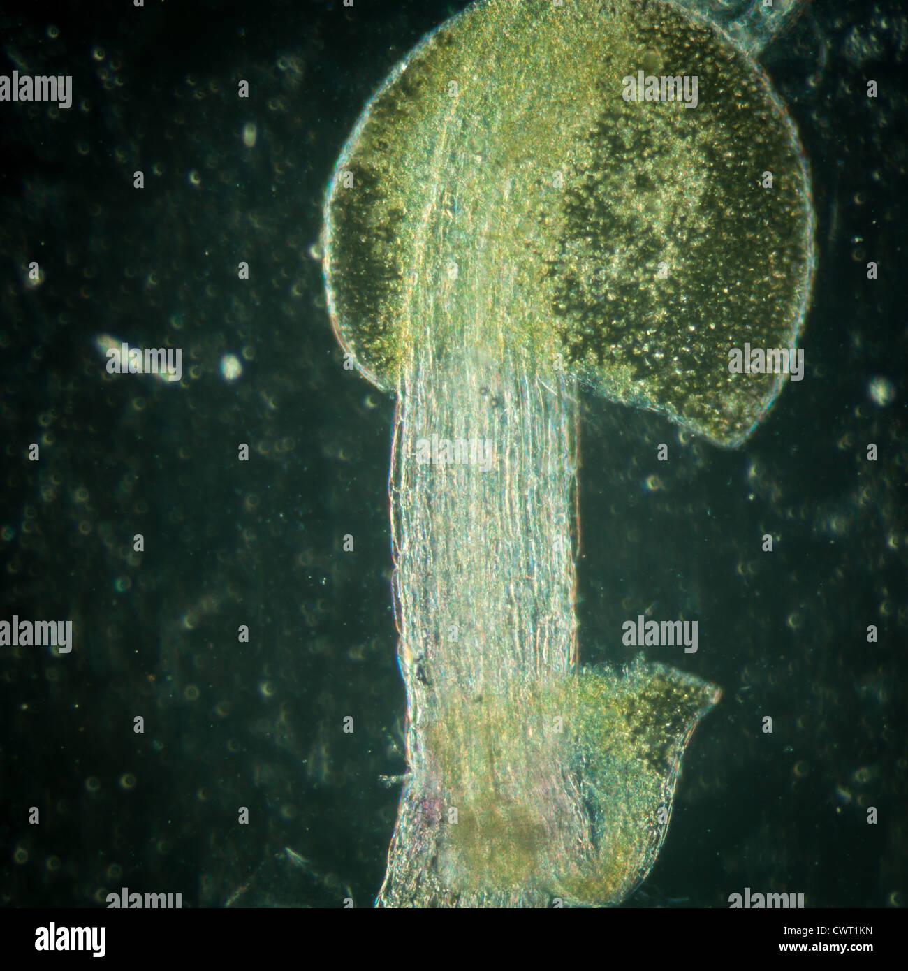 Leaf micrograph section hi-res stock photography and images - Alamy