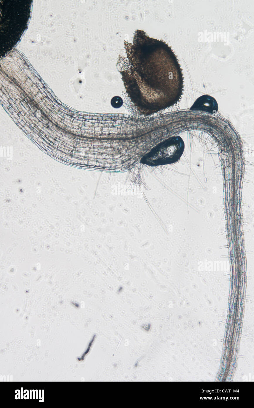 science botany micrograph plant arabidopsis thaliana root tissue micro ...