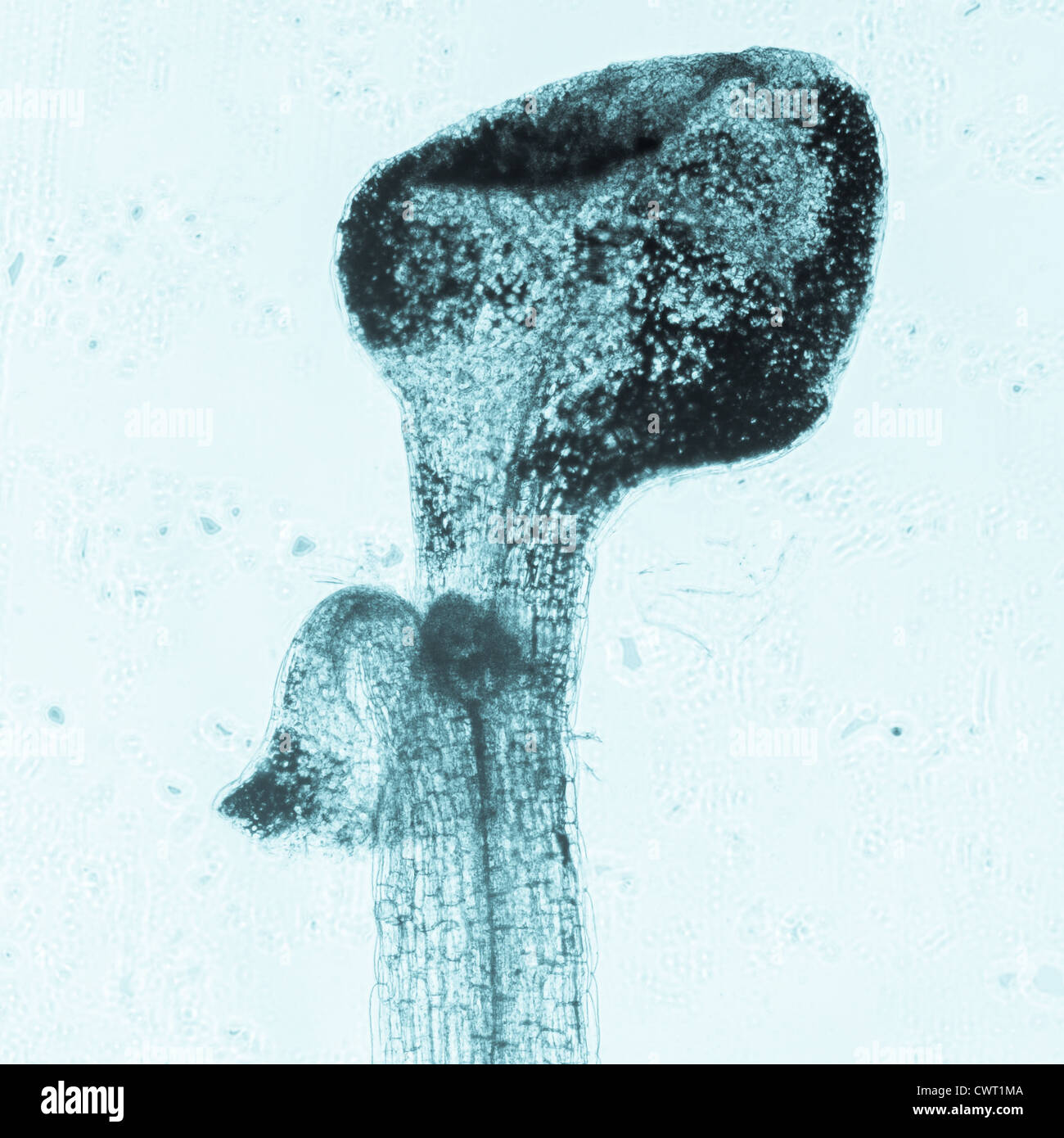 science botany micrograph plant arabidopsis thaliana root tissue micro ...