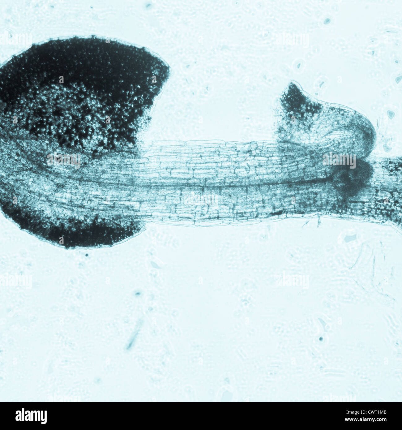science botany micrograph plant arabidopsis thaliana root tissue micro ...