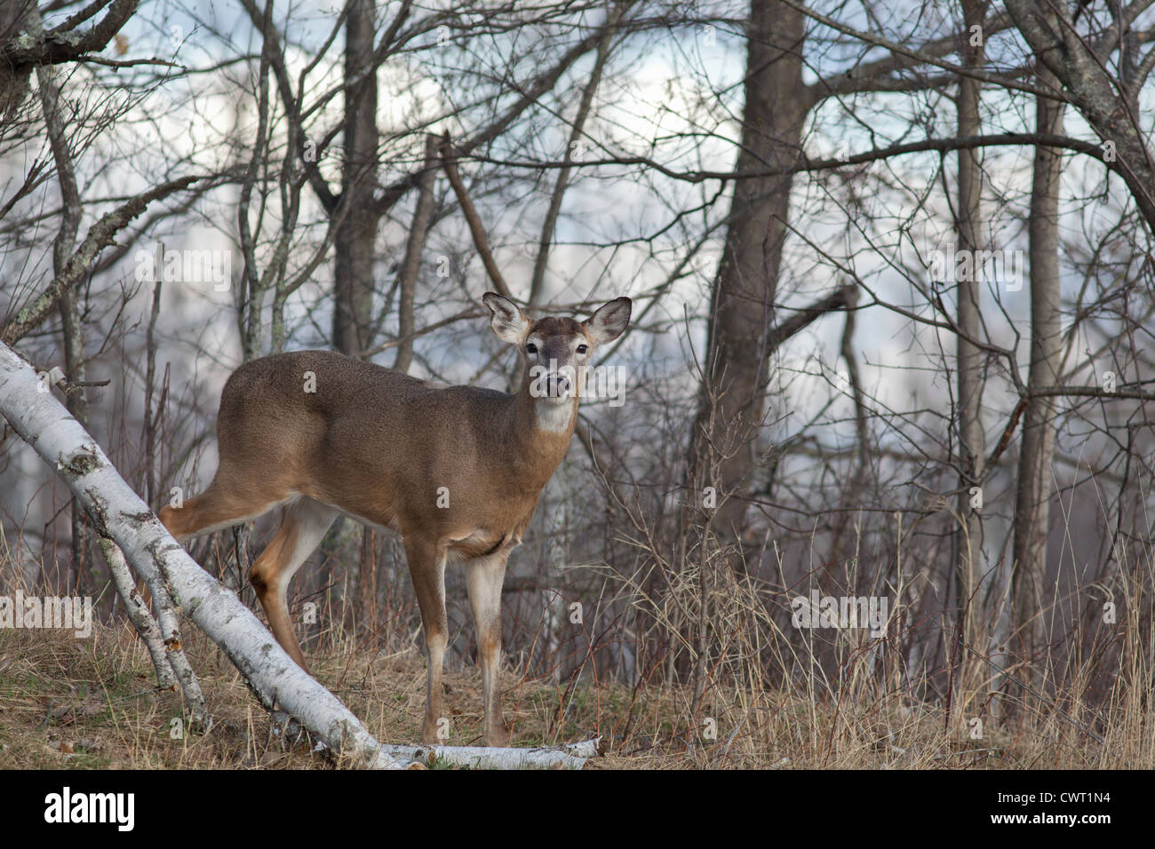 White-tailed buck in early spring Stock Photo - Alamy