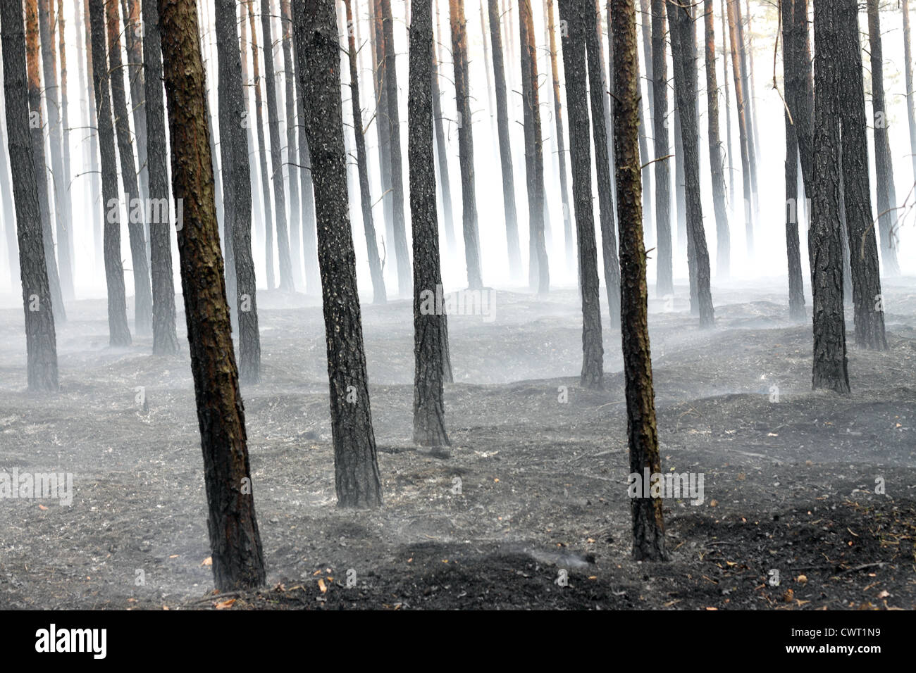 Burned forest after fire Stock Photo - Alamy