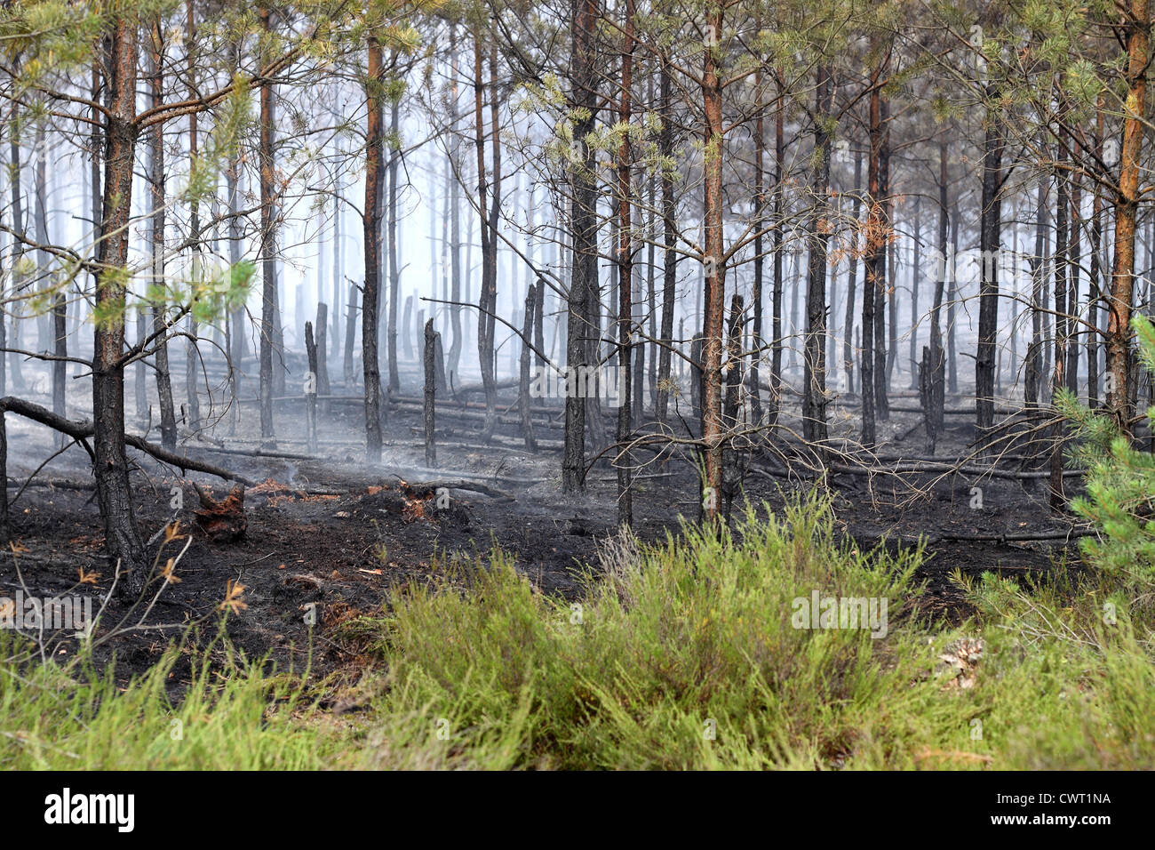 Burned forest after fire Stock Photo - Alamy