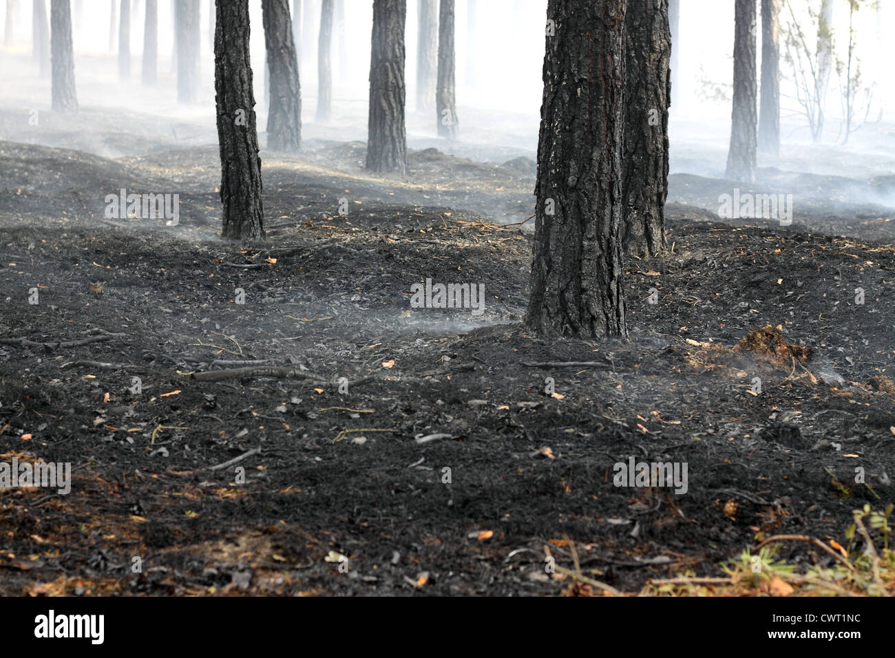 Burned forest after fire Stock Photo - Alamy