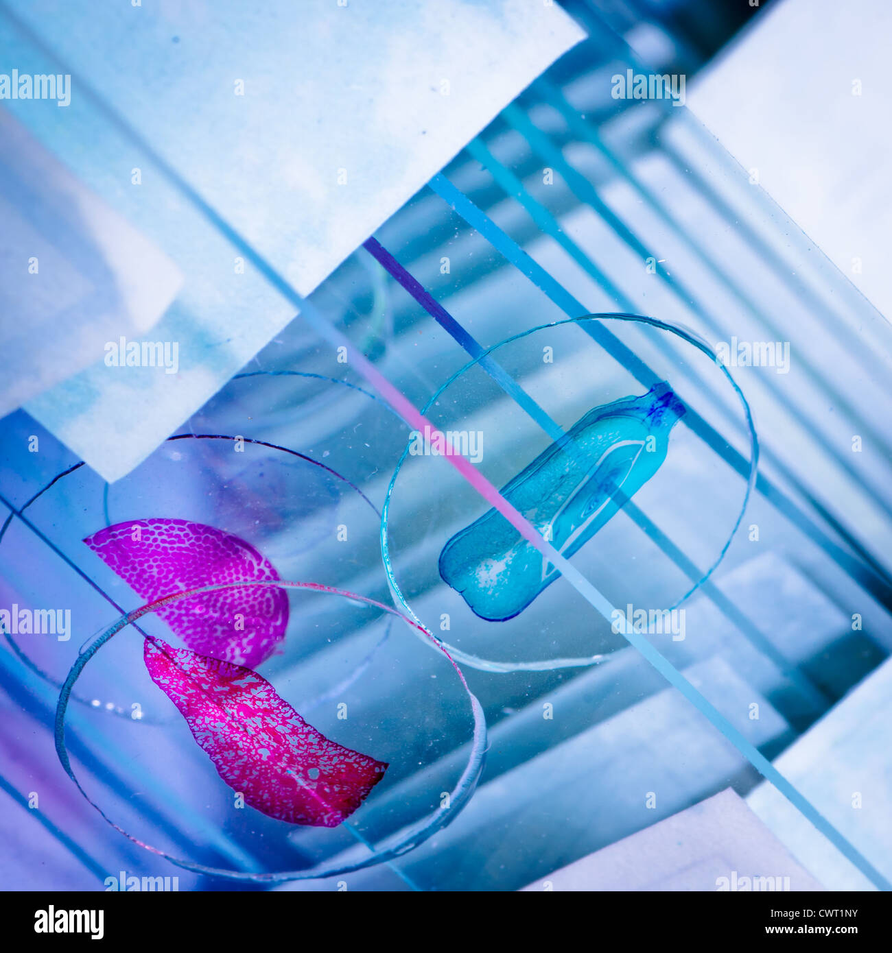 Microscope slide plant hi-res stock photography and images - Alamy