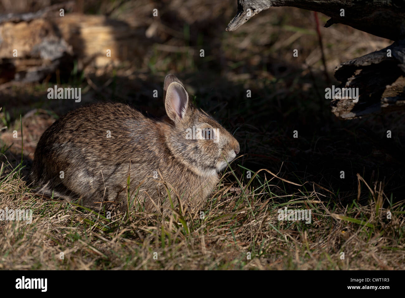 Eastern cottontail rabbit Stock Photo - Alamy