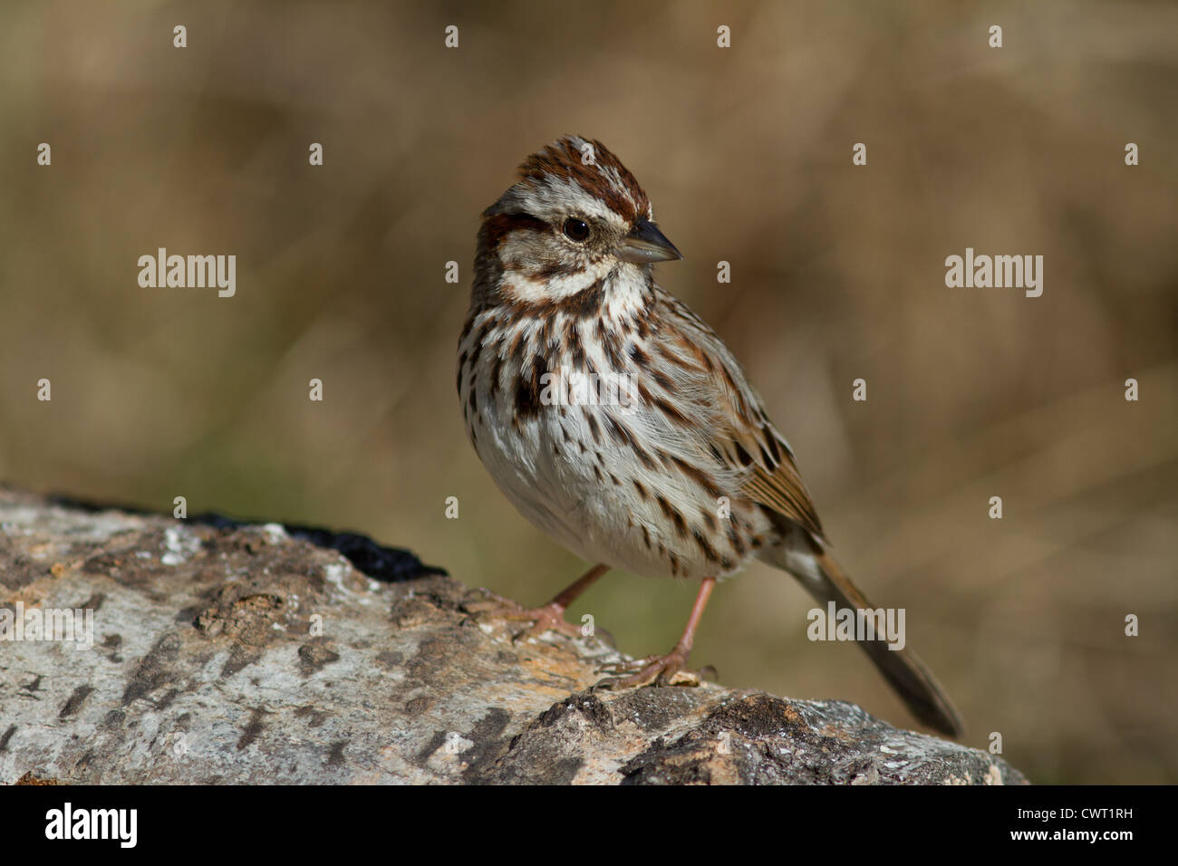 Native american bird singer hi-res stock photography and images - Alamy