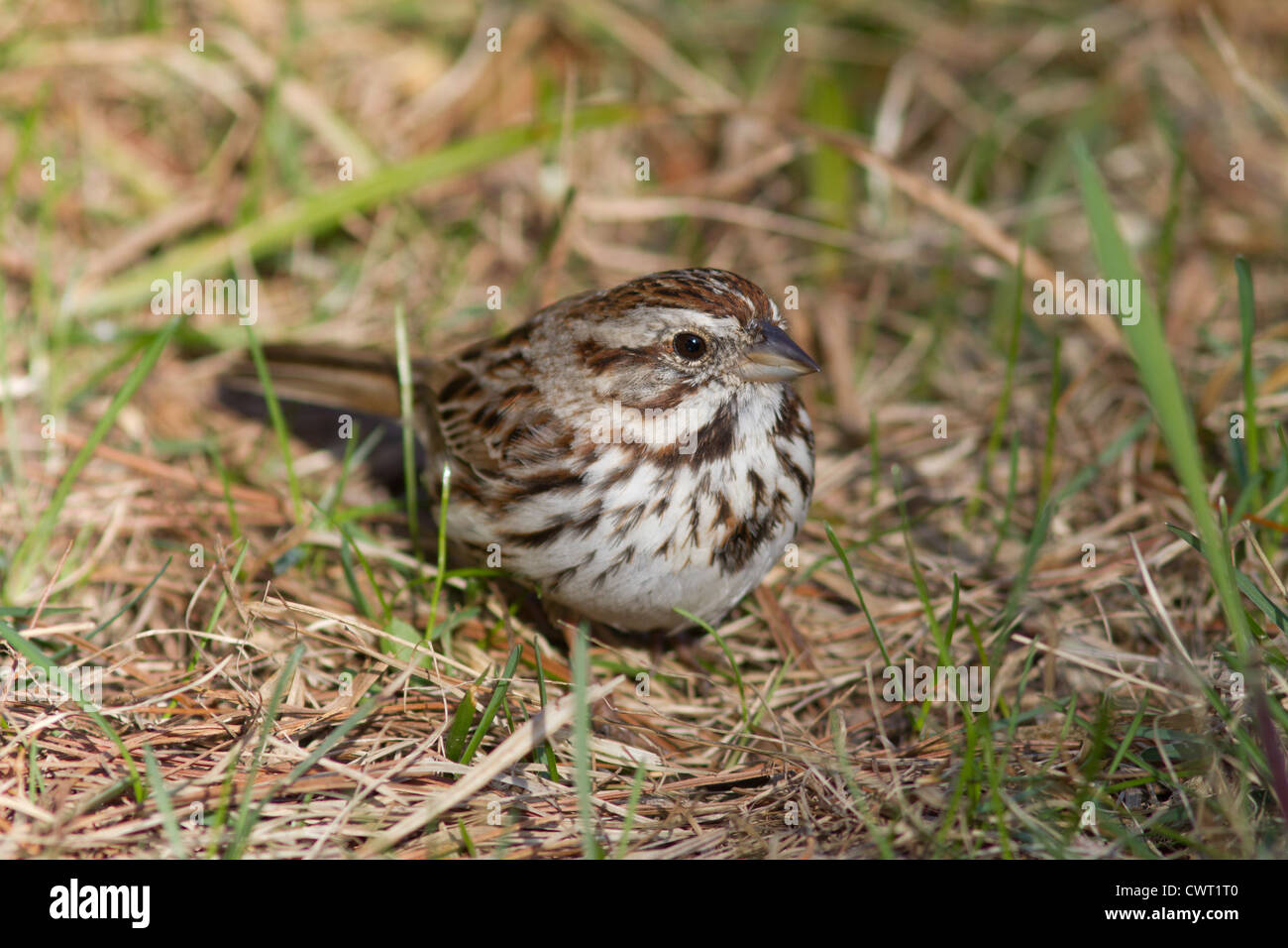 North american native sparrow hi-res stock photography and images - Alamy