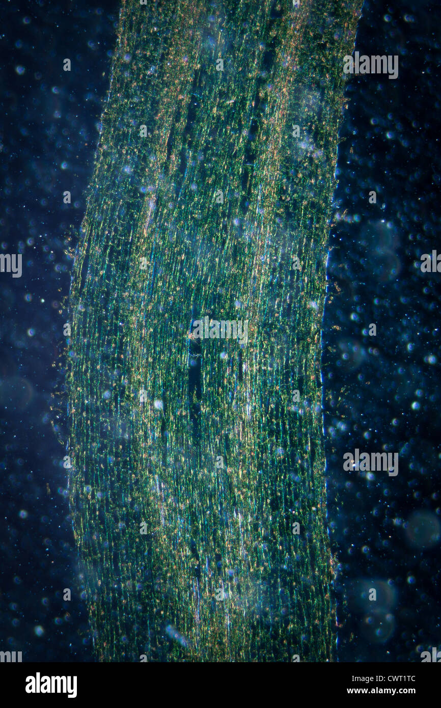 science botany micrograph plant root tip tissue cell, Magnification 50X ...