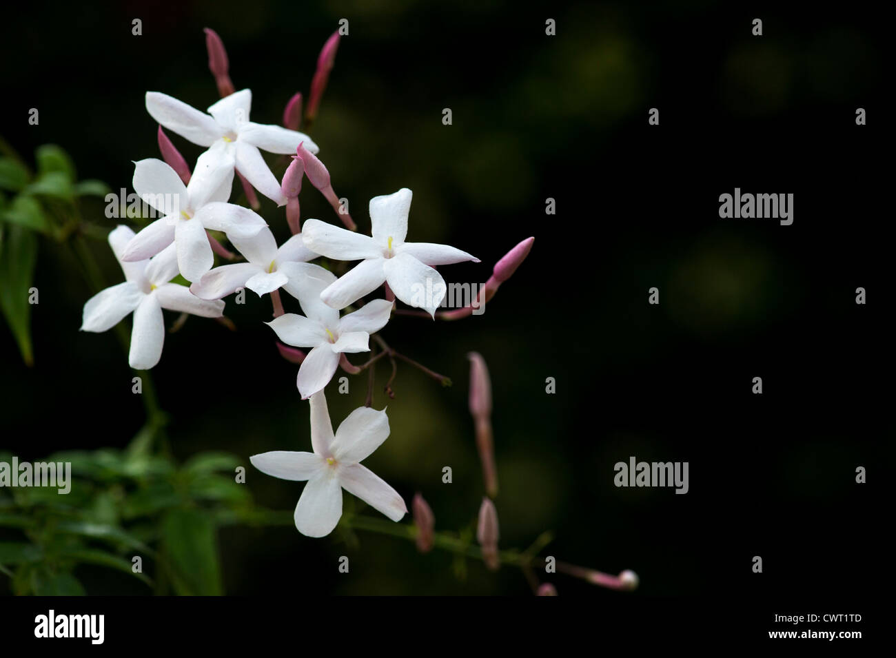 White Jasmine High Resolution Stock Photography and Images - Alamy