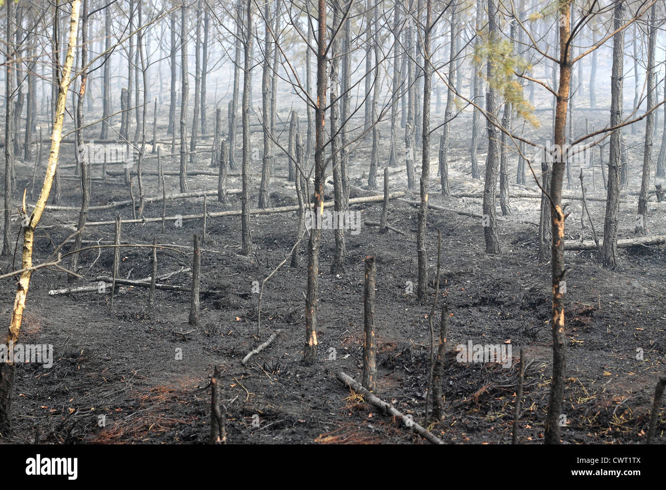 Burned forest after fire Stock Photo - Alamy