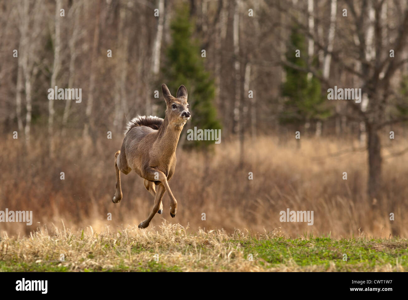 Doe Running High Resolution Stock Photography and Images - Alamy