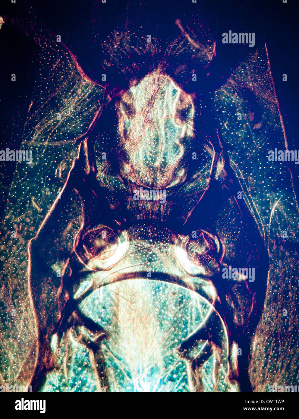 science microscopy micrograph animal mouth-parts of insect honey bee ...