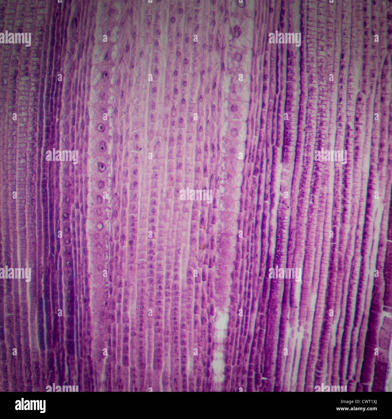 Plant root cross section microscope hi-res stock photography and images ...
