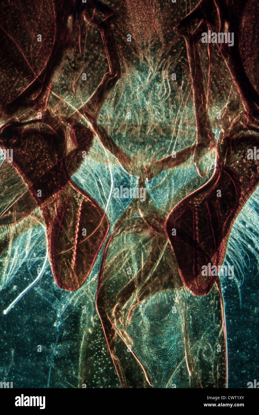 science microscopy micrograph animal mouth-parts of insect honey bee ...