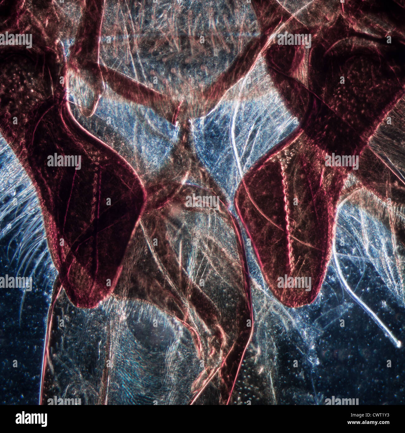 science microscopy micrograph animal mouth-parts of insect honey bee ...